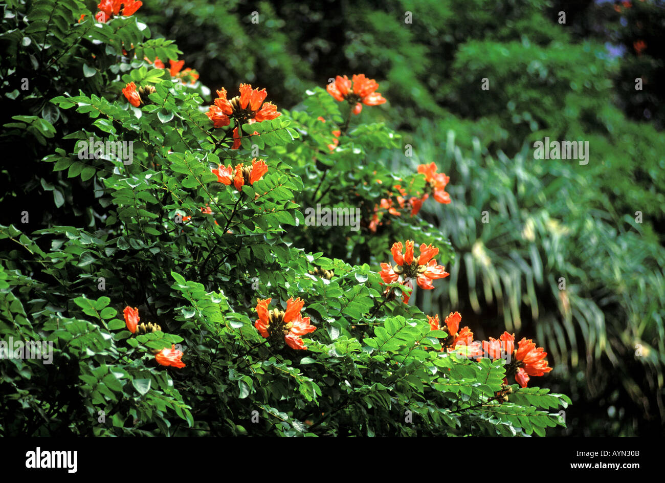 The bright red blooms of the AFRICAN TULIP TREE florish in the ...