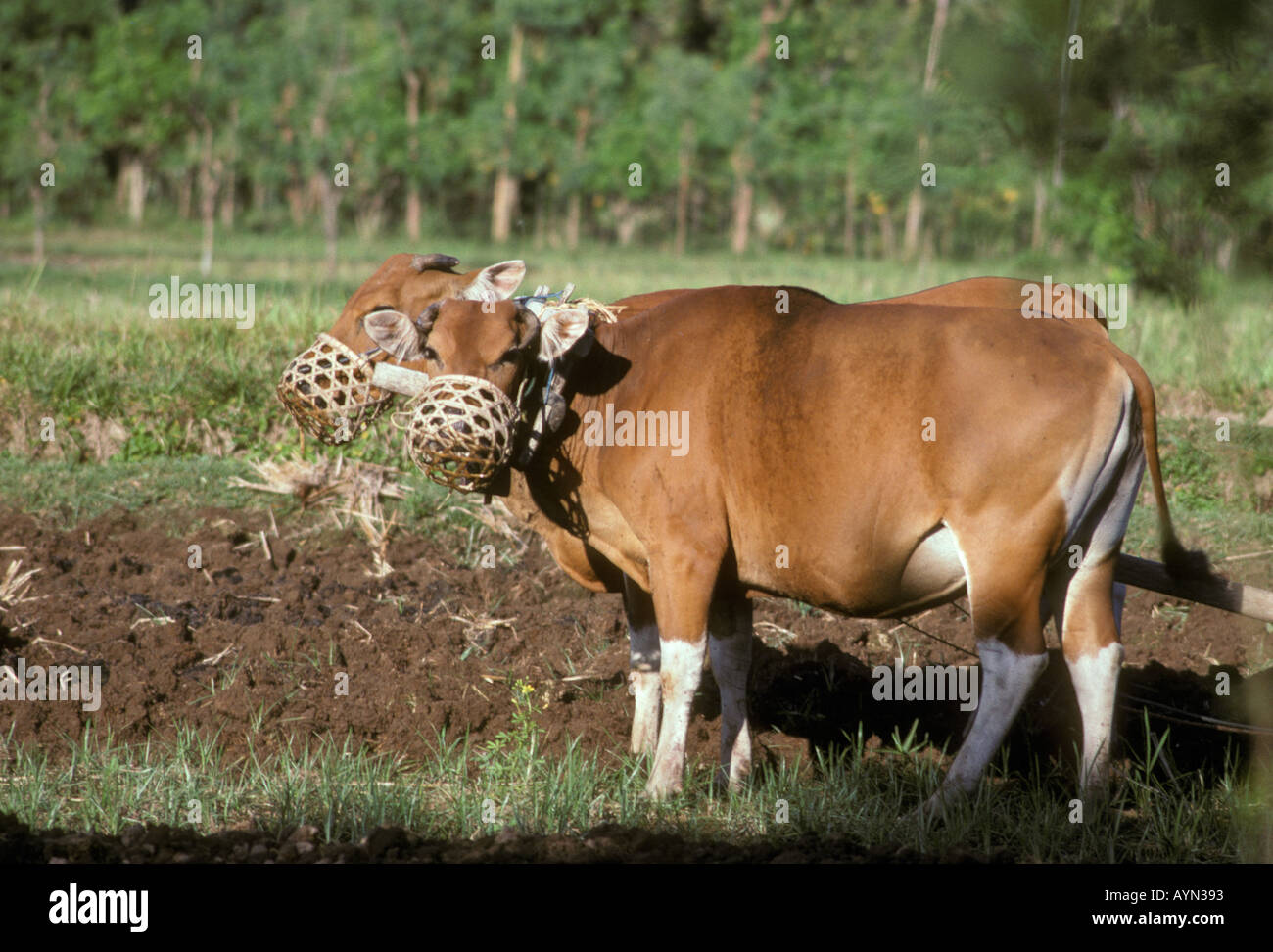 Asia Indonesia Bali Farm Stock Photo - Alamy