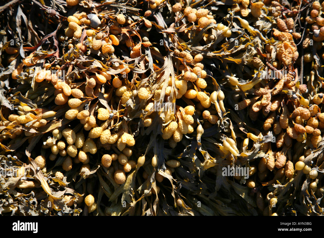 Fucus seaweed near the coast of the White Sea on Bolshaya Muksalma ...