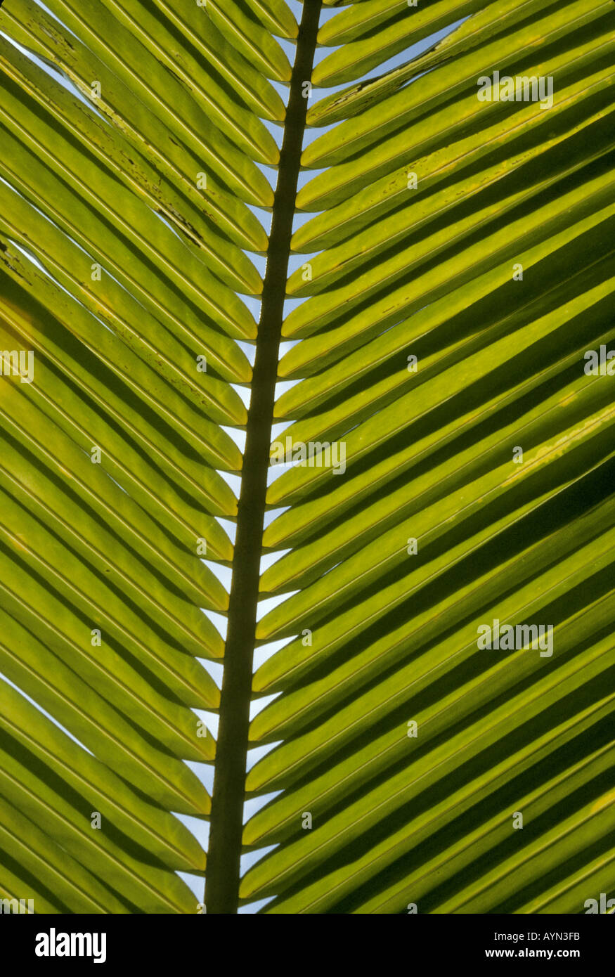 Asia Indonesia Java Palm leaf Stock Photo - Alamy