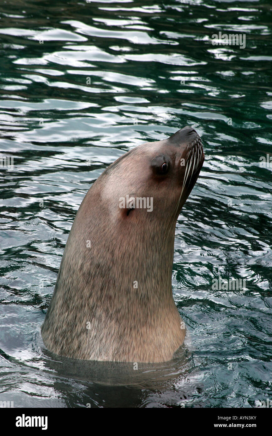 Lion raising head hi-res stock photography and images - Alamy