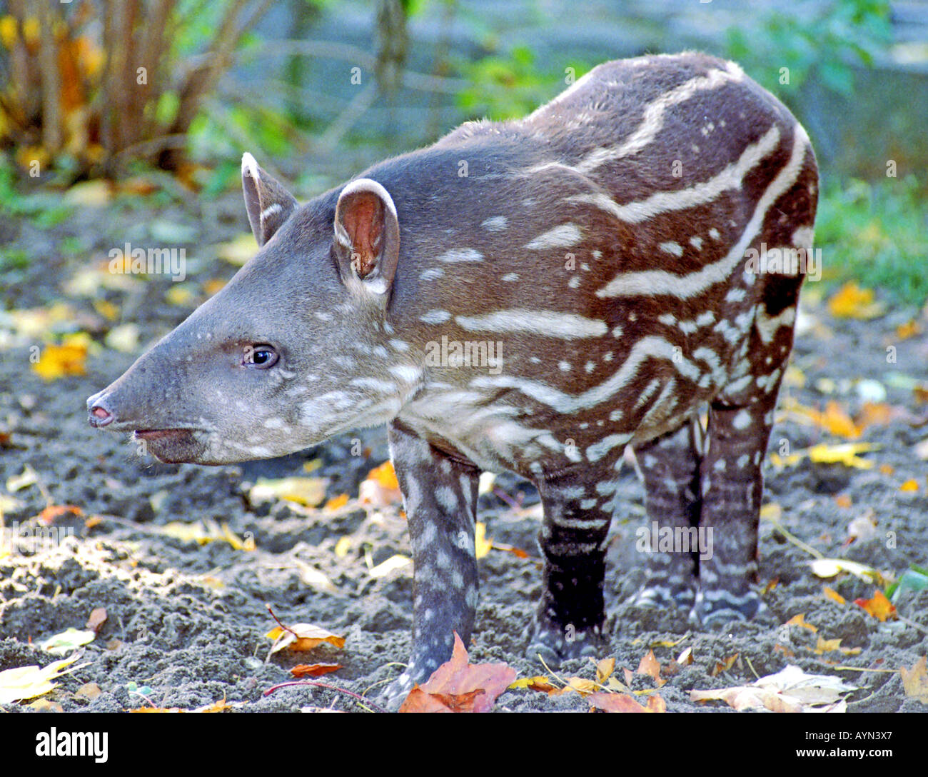 Striped tapir hi-res stock photography and images - Alamy
