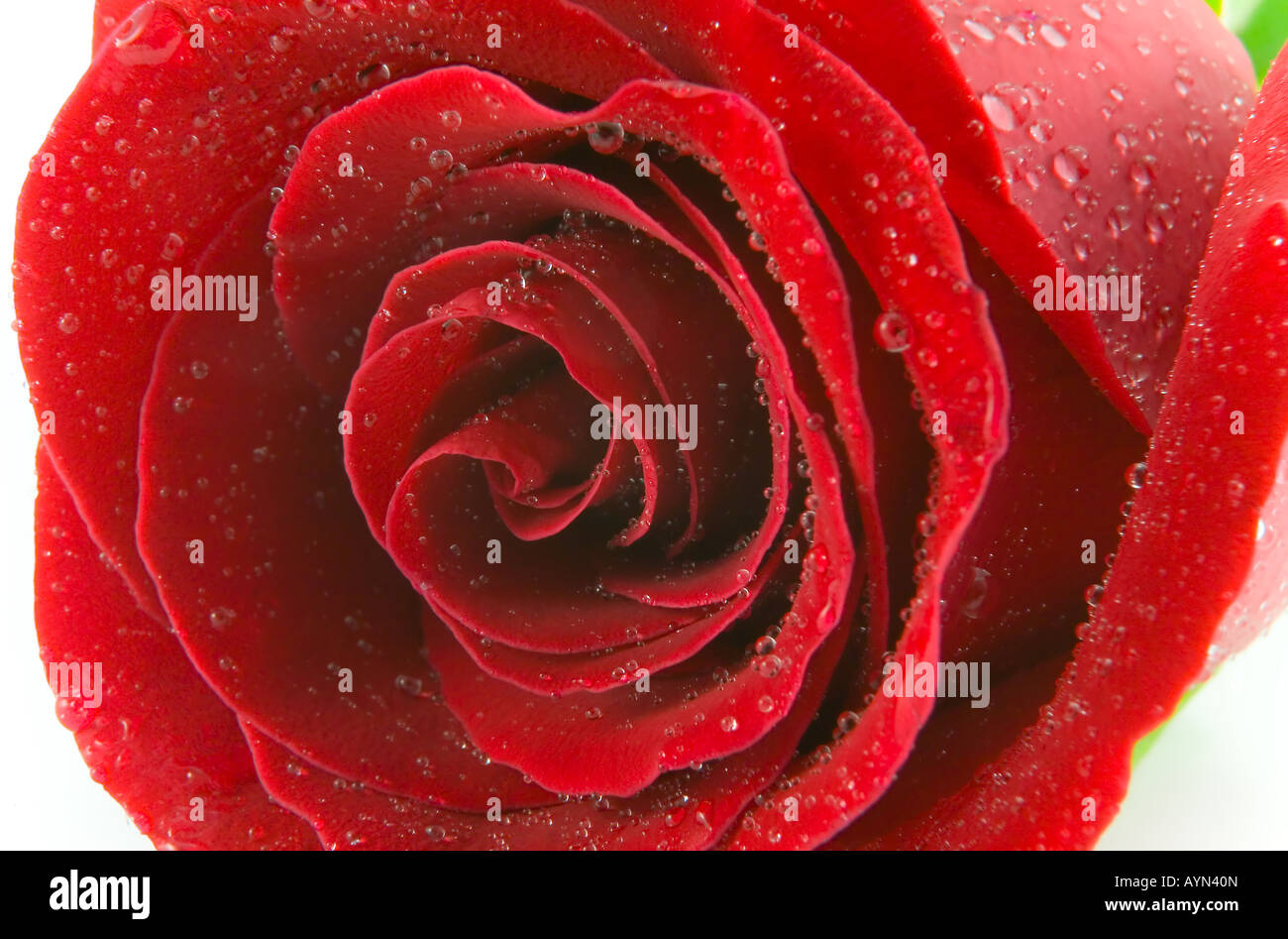 the red rose with water drops macro Stock Photo - Alamy