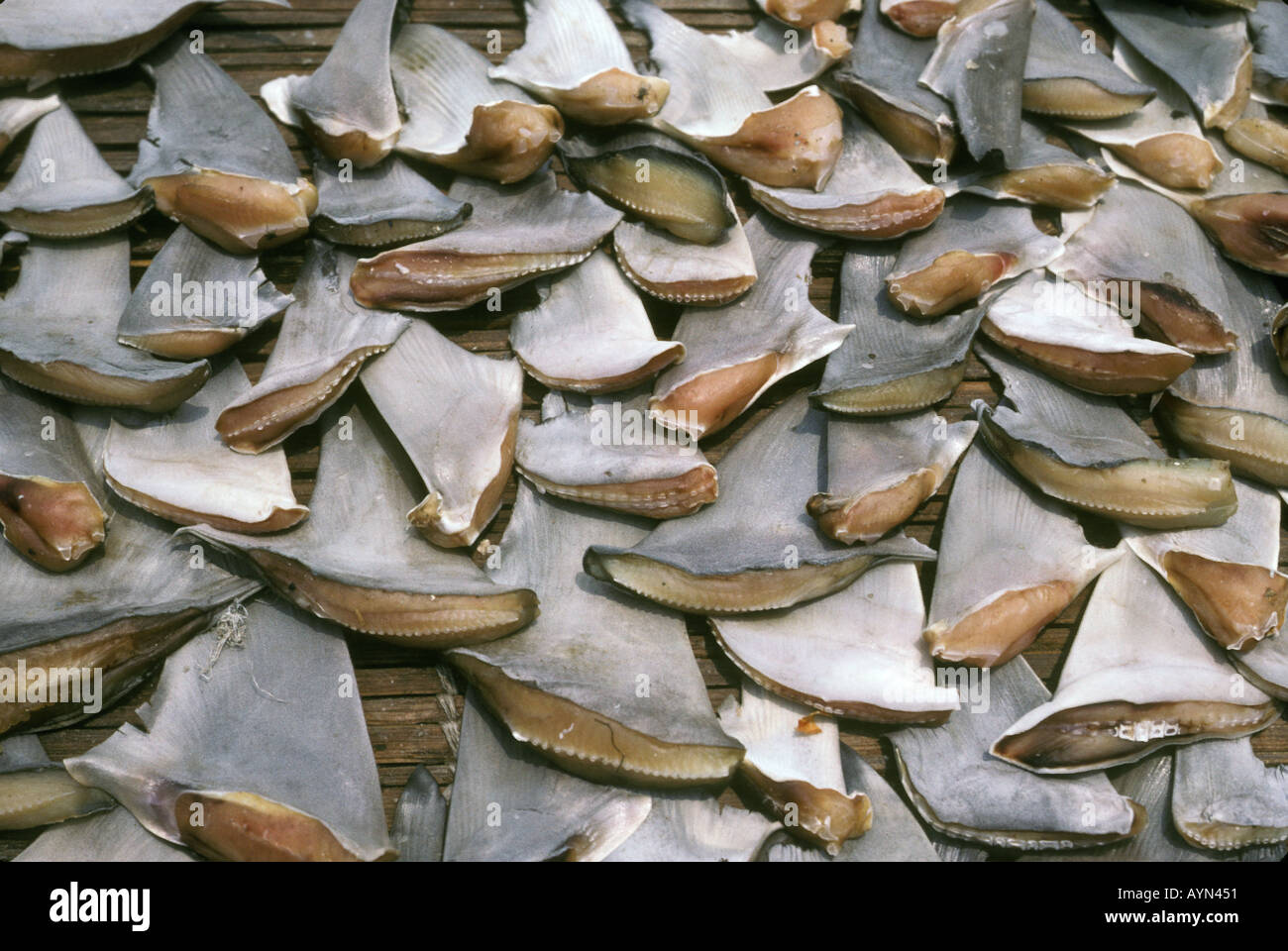 Asia Indonesia Java Jakarta Old port of Batavia Stock Photo - Alamy