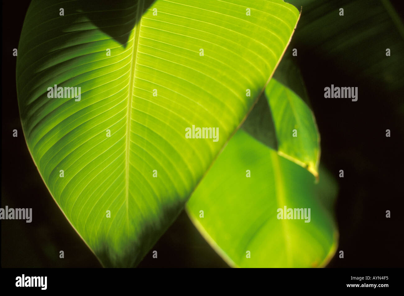 Asia Indonesia Bali Leaves Stock Photo - Alamy