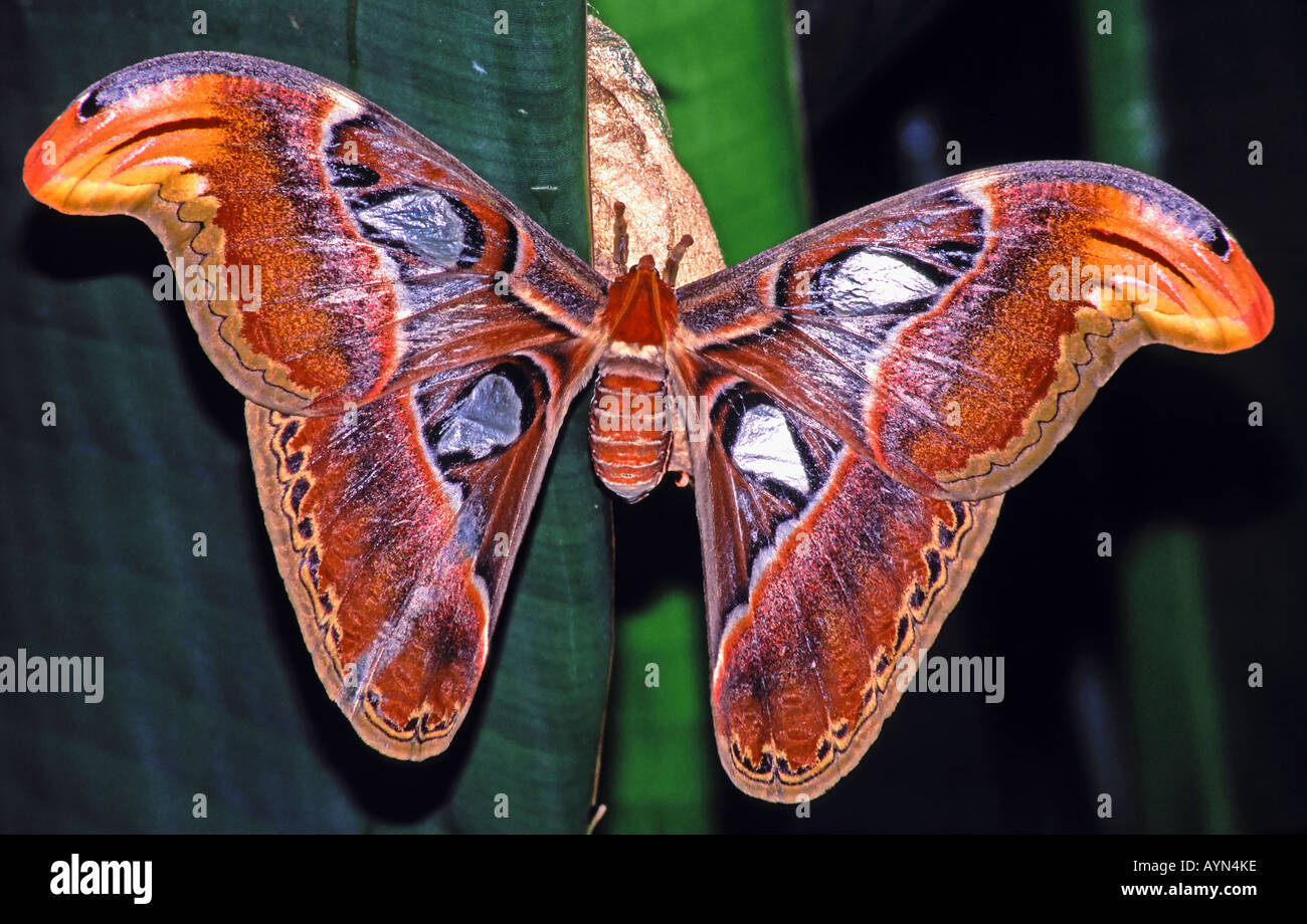 Giant atlas moth hi-res stock photography and images - Alamy