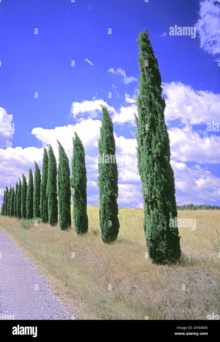 Young cypresses Tuscany Italy Stock Photo - Alamy