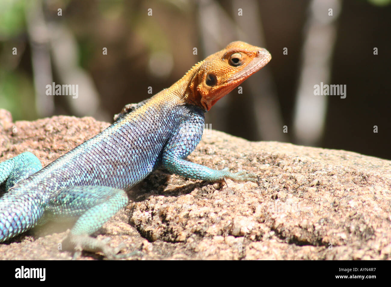 LIZARD IN AFRICA Stock Photo - Alamy