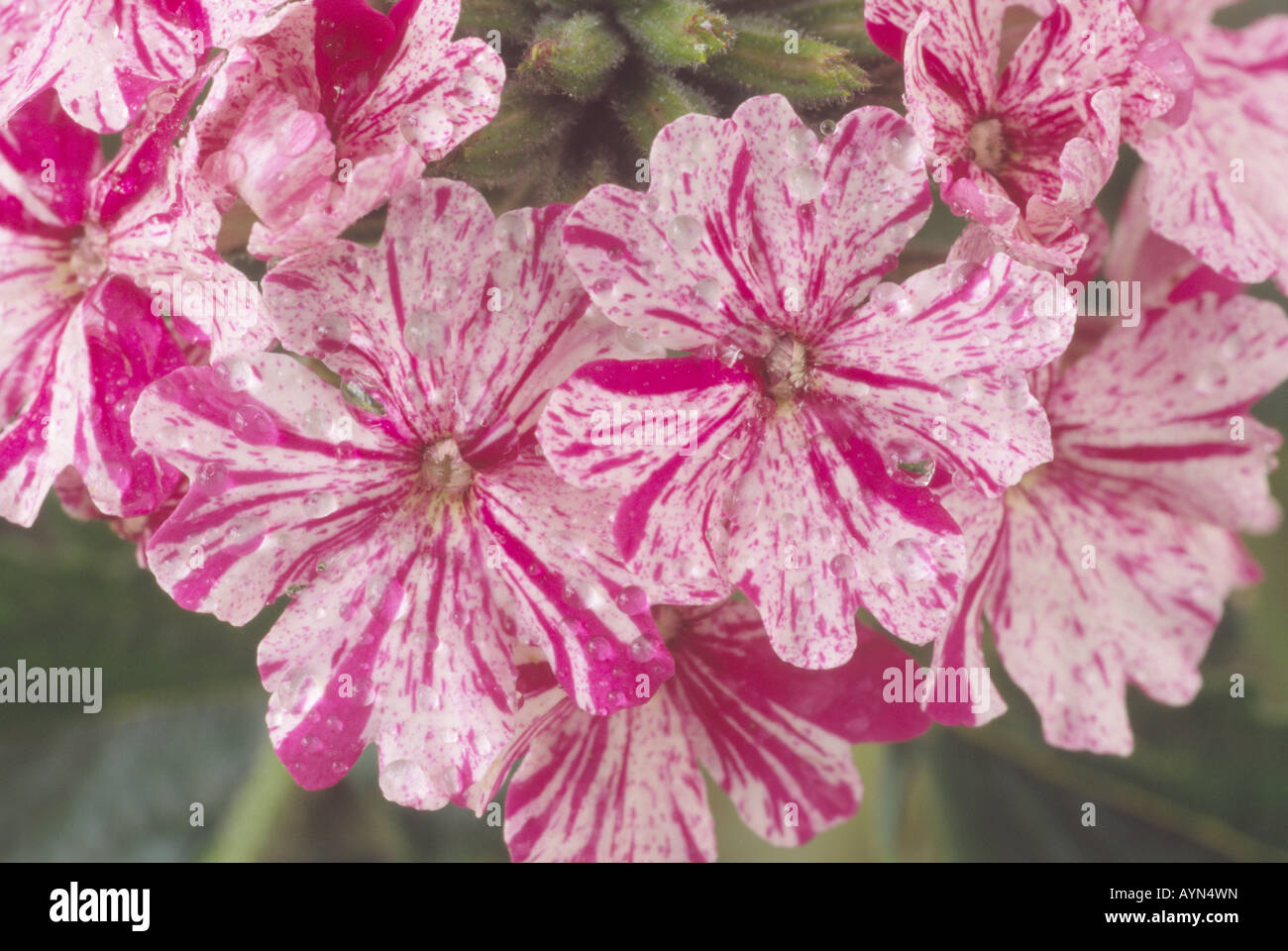 Burgundy splash hi-res stock photography and images - Alamy
