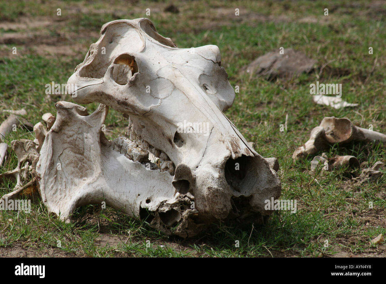 HIPPO SKULL IN AFRICA Stock Photo - Alamy
