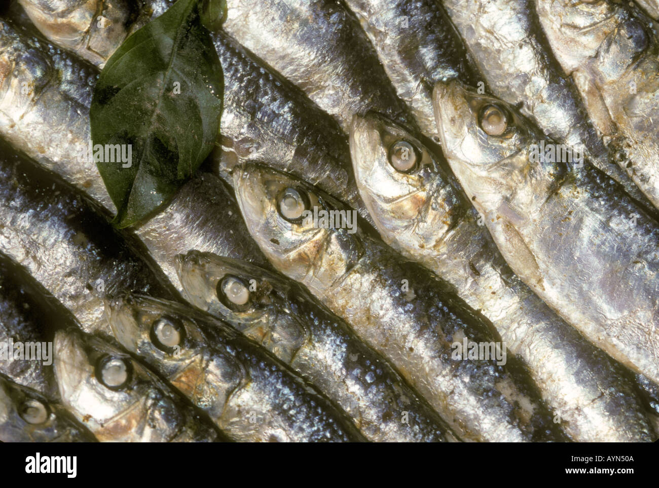 Asia Indonesia Bali fish Stock Photo - Alamy