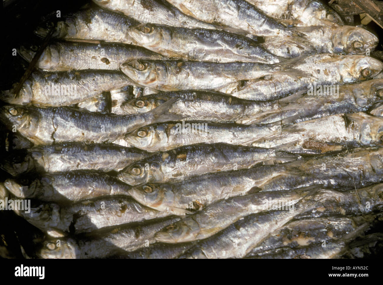 Asia Indonesia Bali fish Stock Photo - Alamy