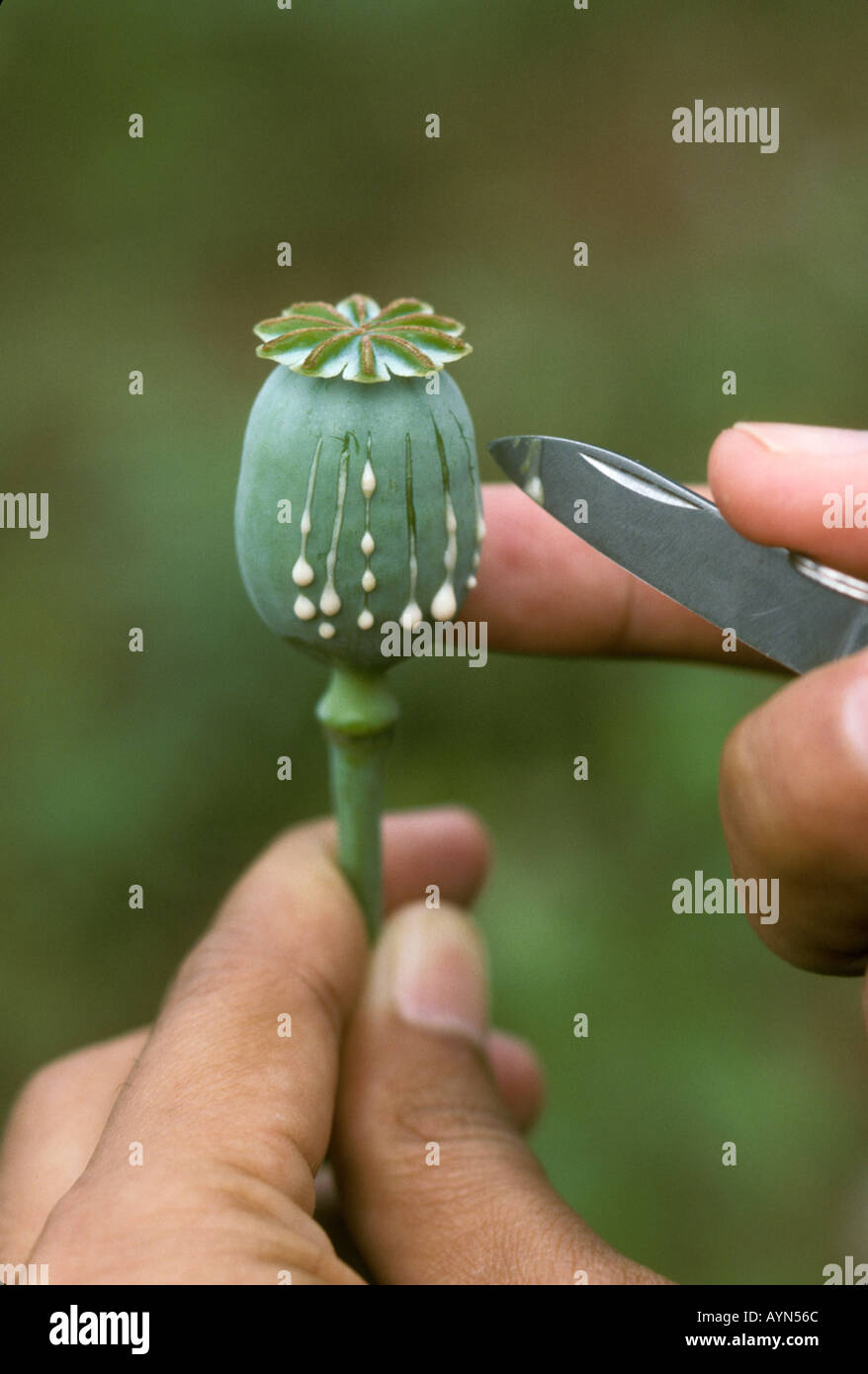 Asia Thailand Chiang Mai Opium cultivation Stock Photo - Alamy