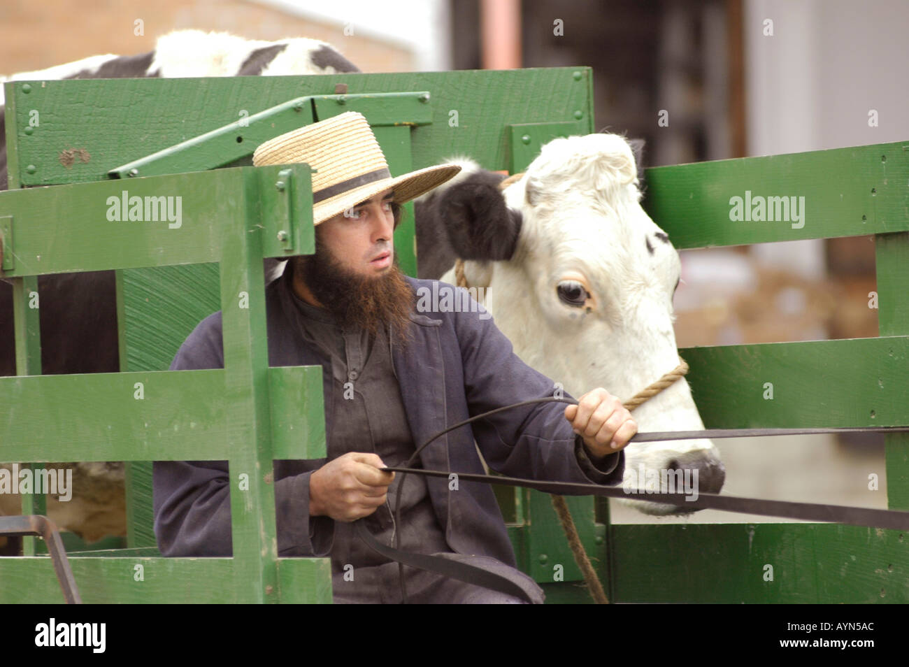 Young Amish farmer on the way to market in a buggy in USA some with his ...