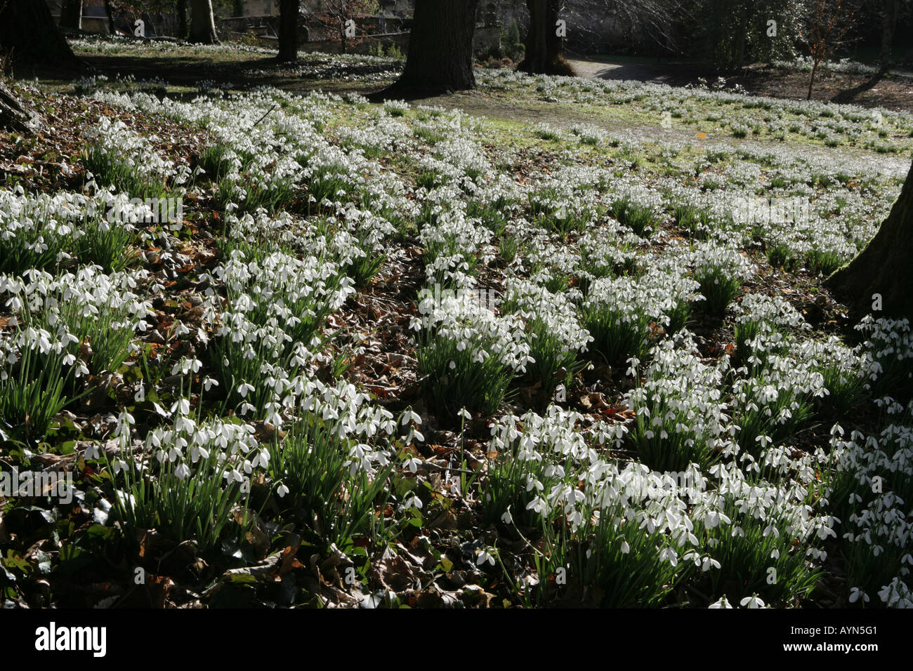 The National collection of Snowdrops in the cotswolds at Colesbourne ...