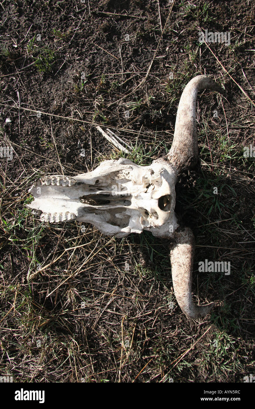 BLEACHED SKULL IN THE AFRICAN BUSH Stock Photo - Alamy