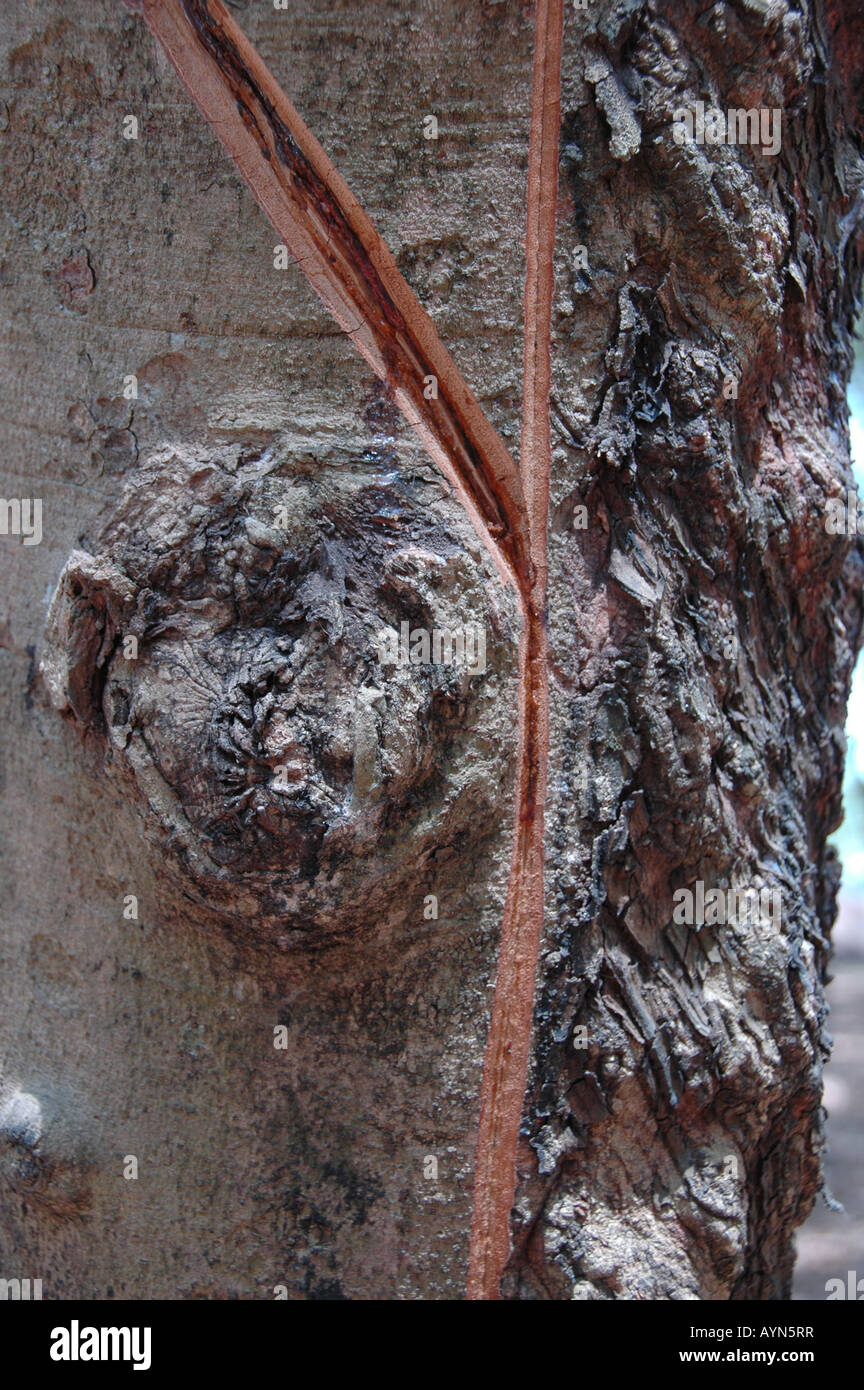 The bark of a rubber trre showing the cut made to make thr tree yield ...