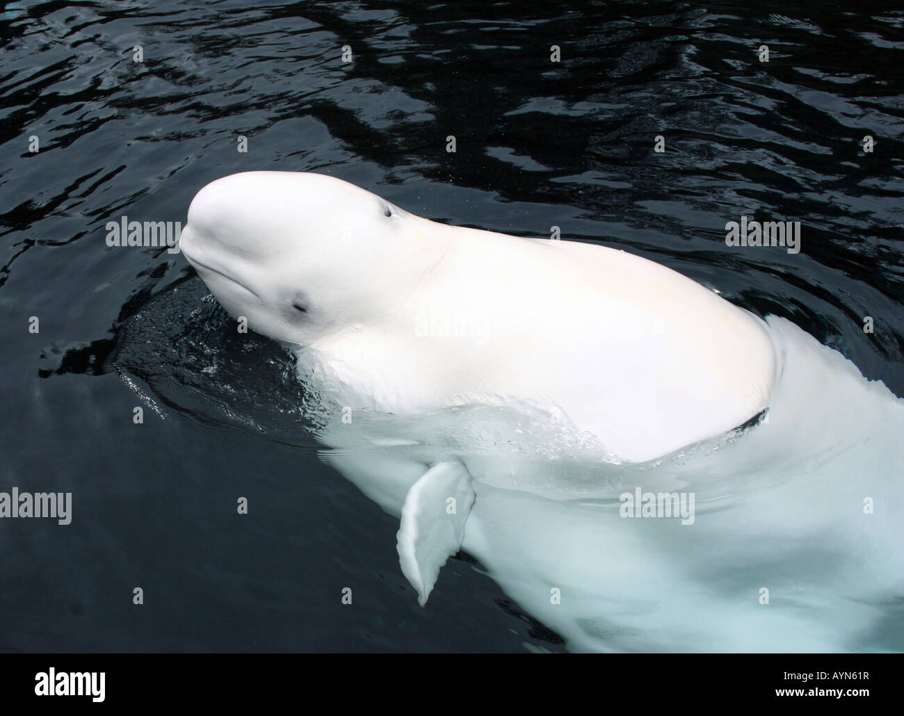 Beluga whale arctic hi-res stock photography and images - Alamy