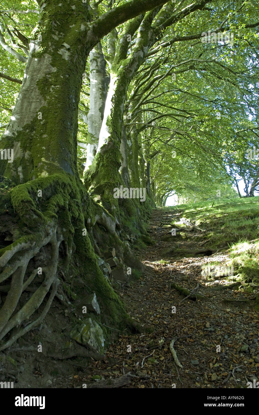 Line of old beech trees beside an ancient track near Meldon Reservoir ...
