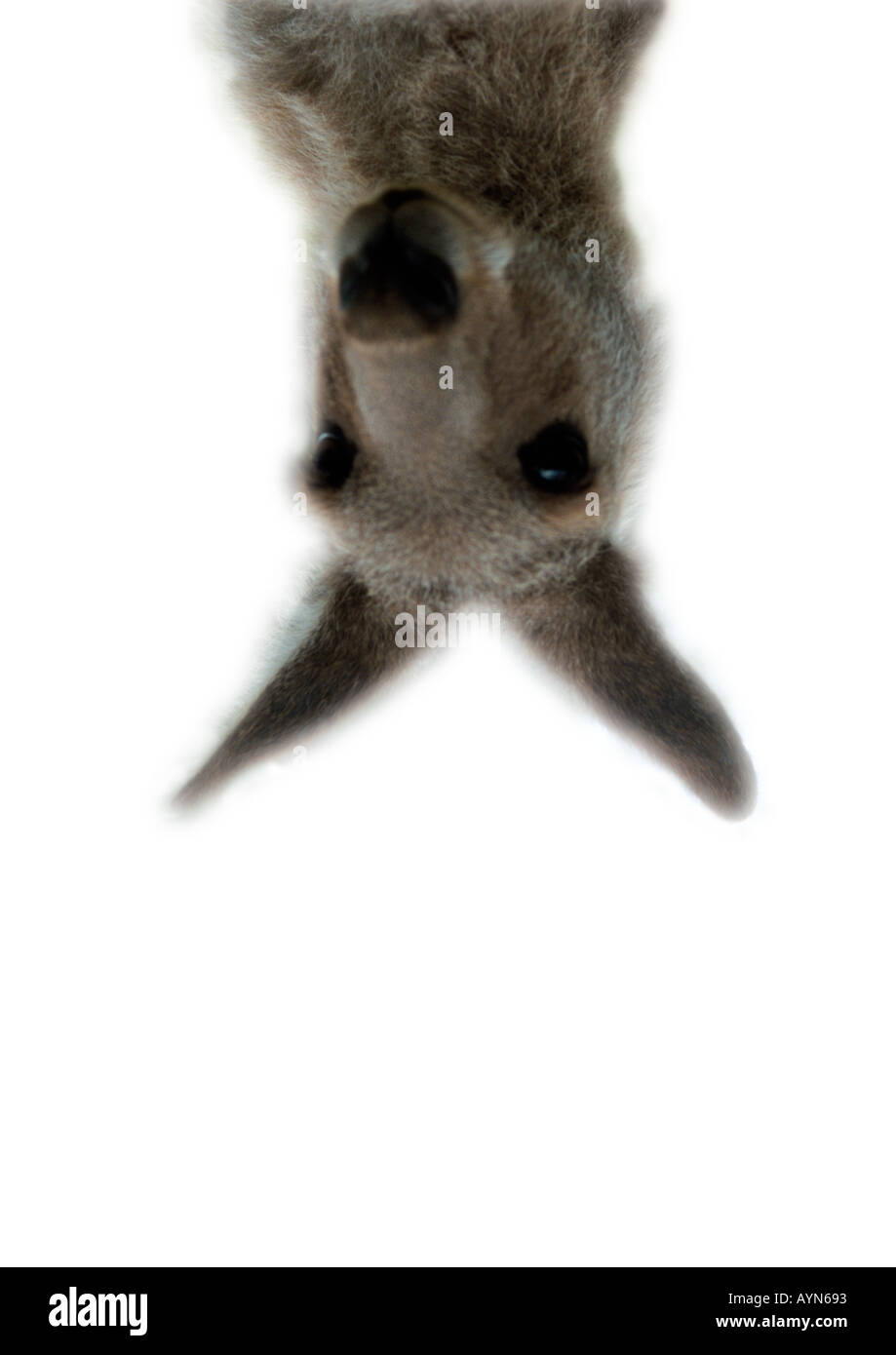 Upside down Kangaroo Stock Photo - Alamy