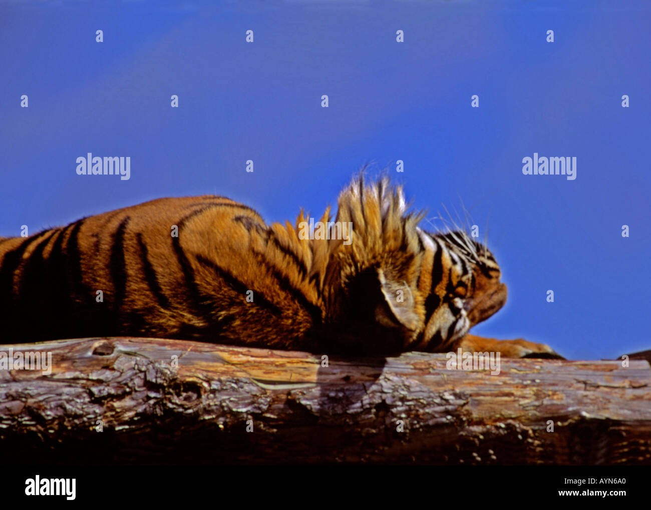 Tiger sunbathing hi-res stock photography and images - Alamy