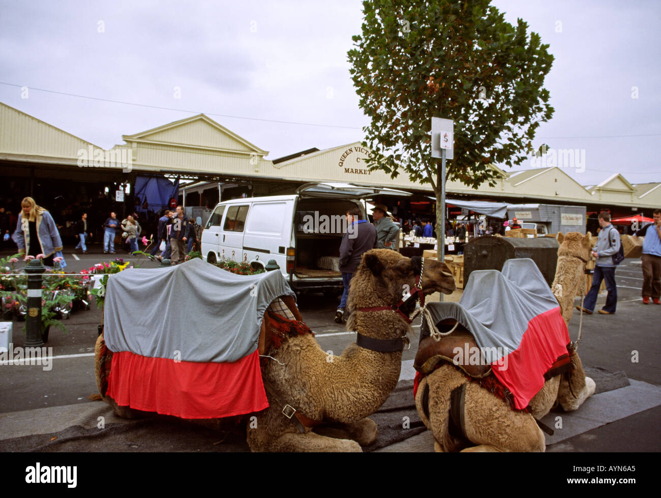 Camel rides australia hi-res stock photography and images - Alamy