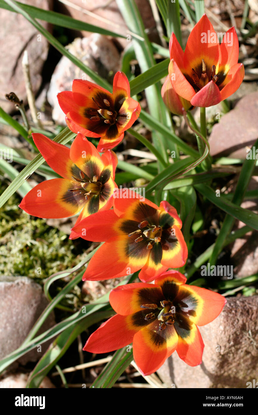 Miniature tulip hi-res stock photography and images - Alamy