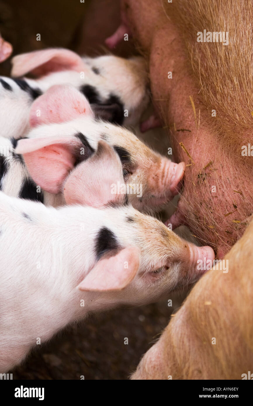 Suckling piglets fauna hi-res stock photography and images - Alamy