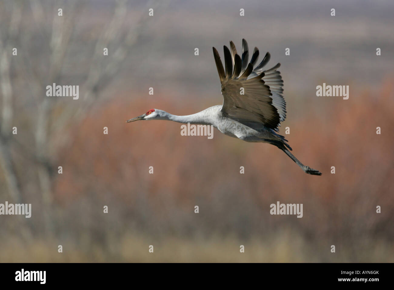 A sandhill crane slows for a landing amidst the Fall colors at Bosque ...