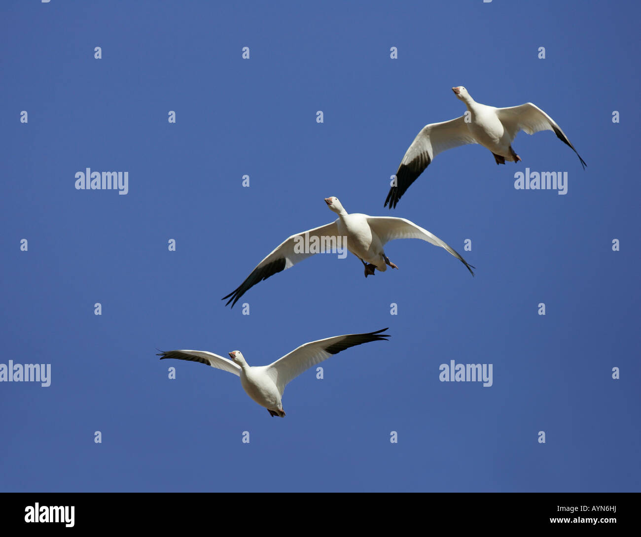 Three snow geese flying in formation above Bosque del Apache Wildlife ...