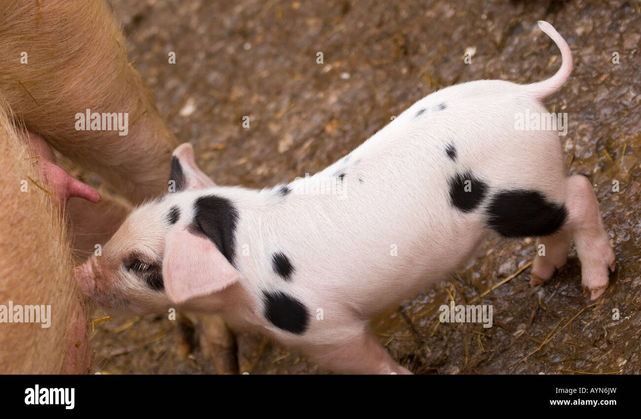 Pig suckling her piglet hi-res stock photography and images - Alamy