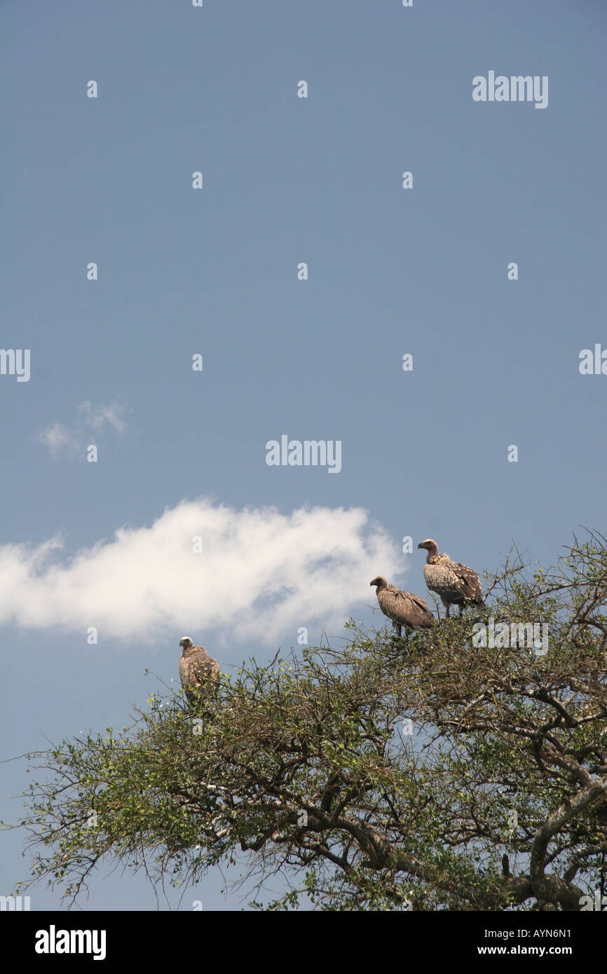 VULTURES WAITING IN THE TREES Stock Photo - Alamy