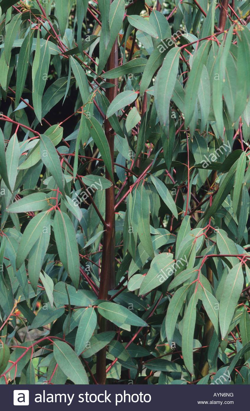 Eucalyptus Dalrympleana Stock Photos & Eucalyptus Dalrympleana Stock ...