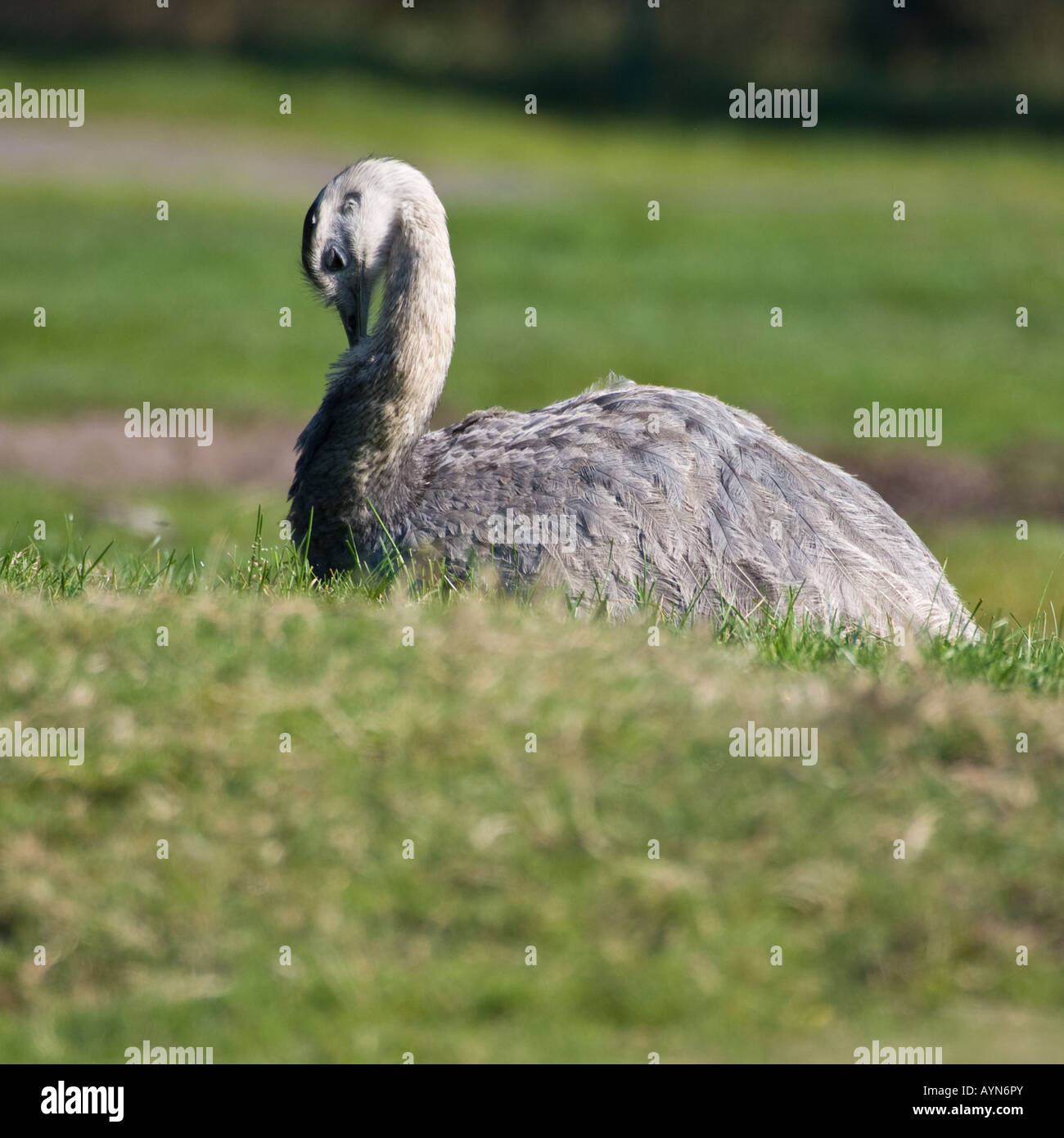 American Rhea - Rhea americana Stock Photo - Alamy