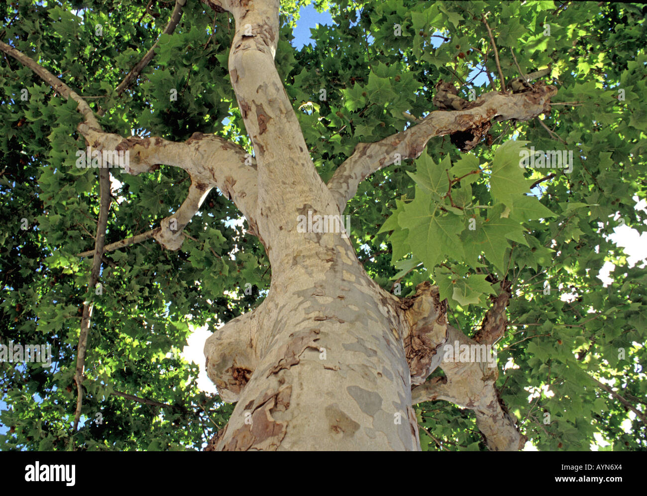 Platanus acerifolia hi-res stock photography and images - Alamy