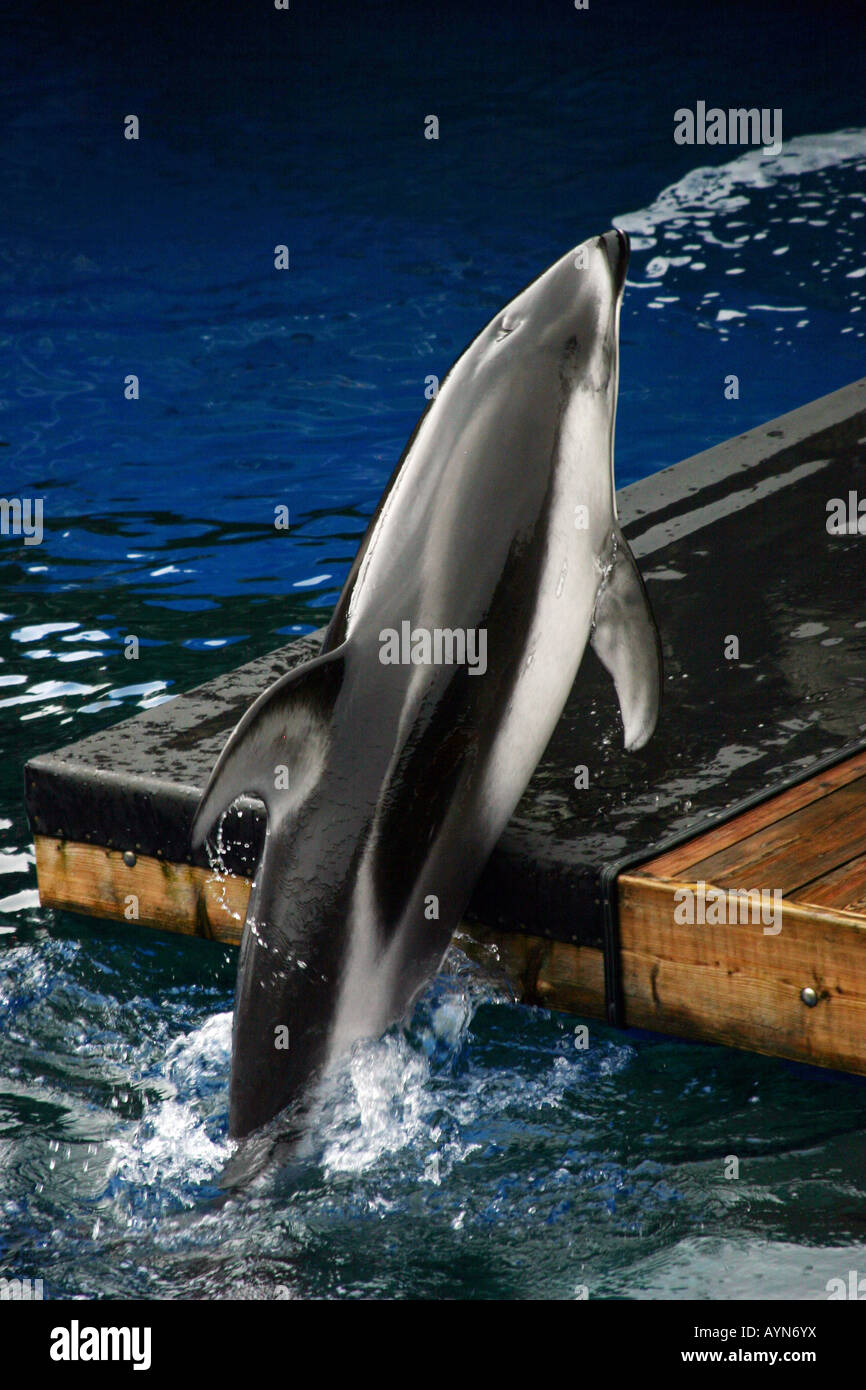 Dolphin Tricks Stock Photos & Dolphin Tricks Stock Images - Alamy