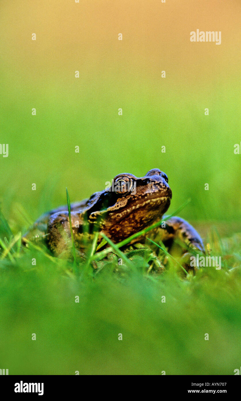 Common Frog in garden setting Stock Photo - Alamy
