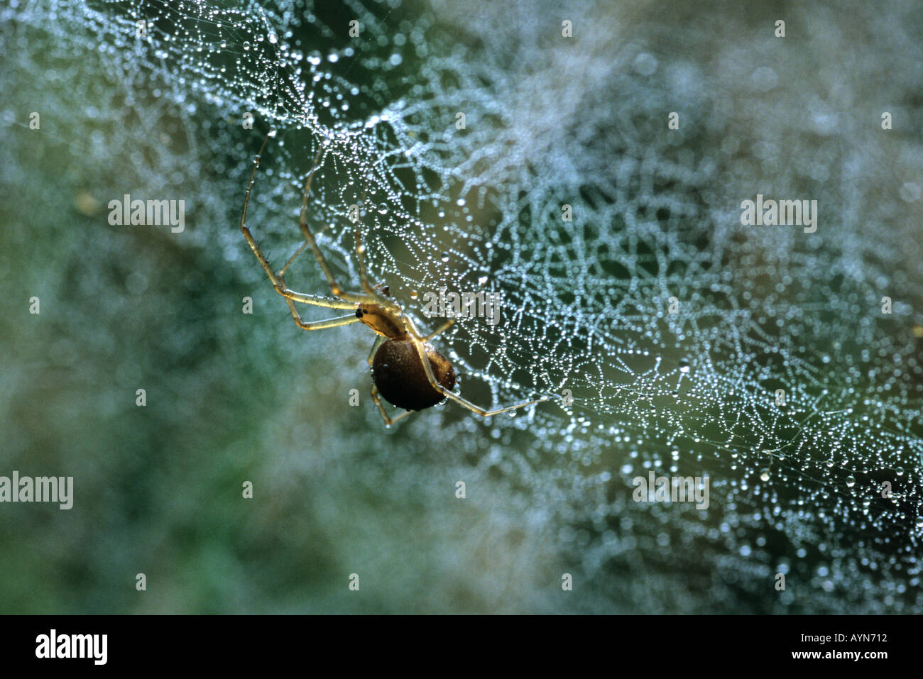 Spider at home on dewy web in the New Forest Stock Photo - Alamy