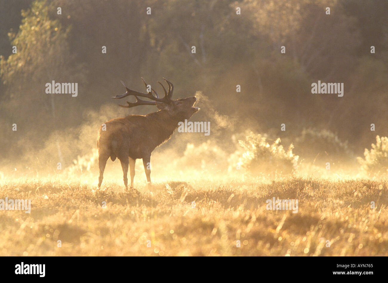 Roaring Red Deer stag in the New Forest Stock Photo - Alamy