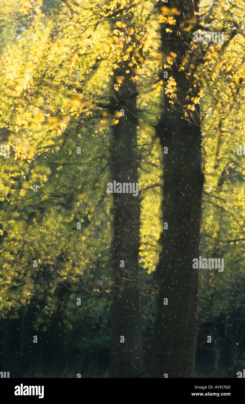 Abstract image of summer trees and insects Stock Photo - Alamy