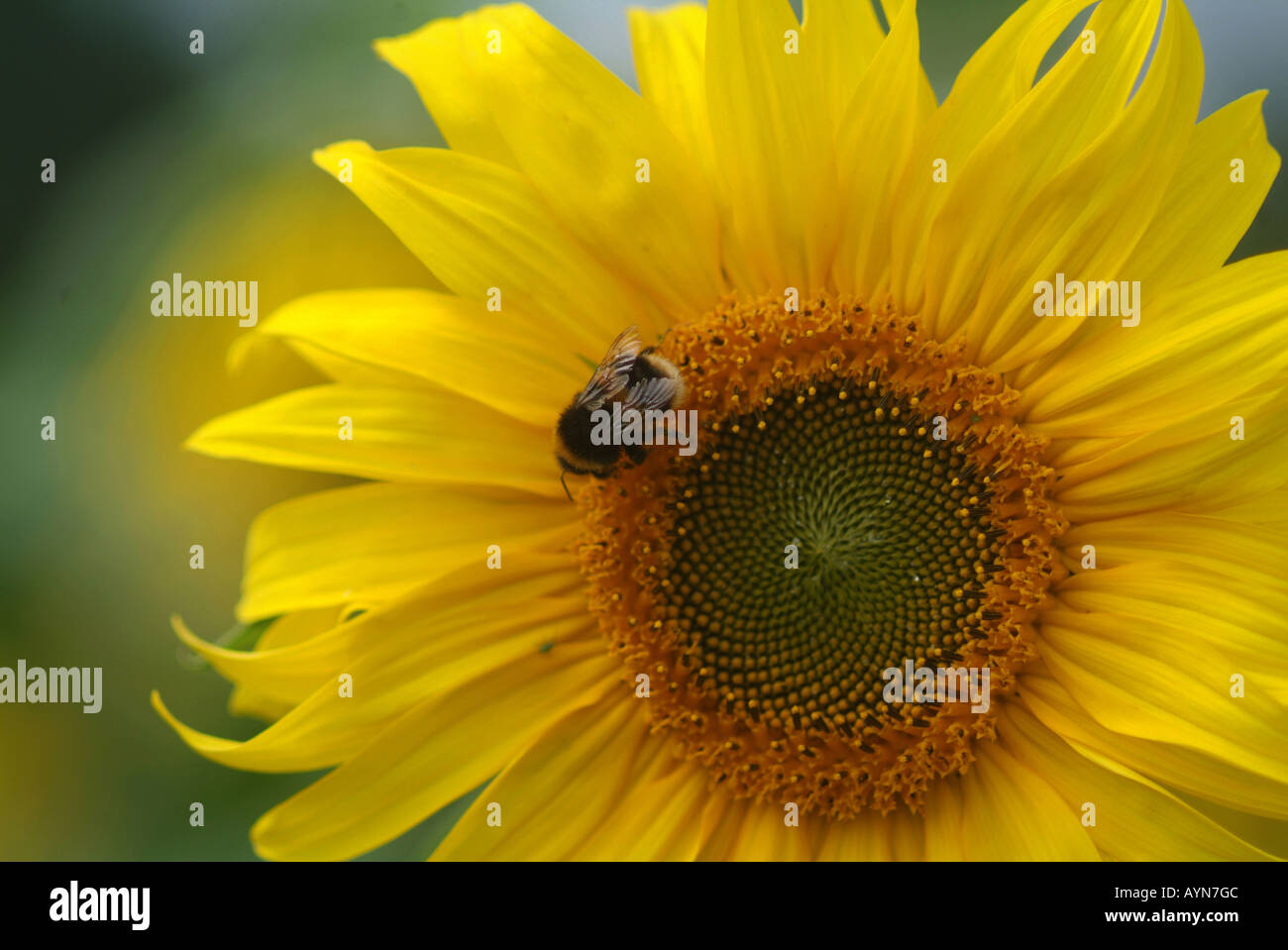 Sunflower being pollenated by a bee, Warwickshire, England, UK Stock ...