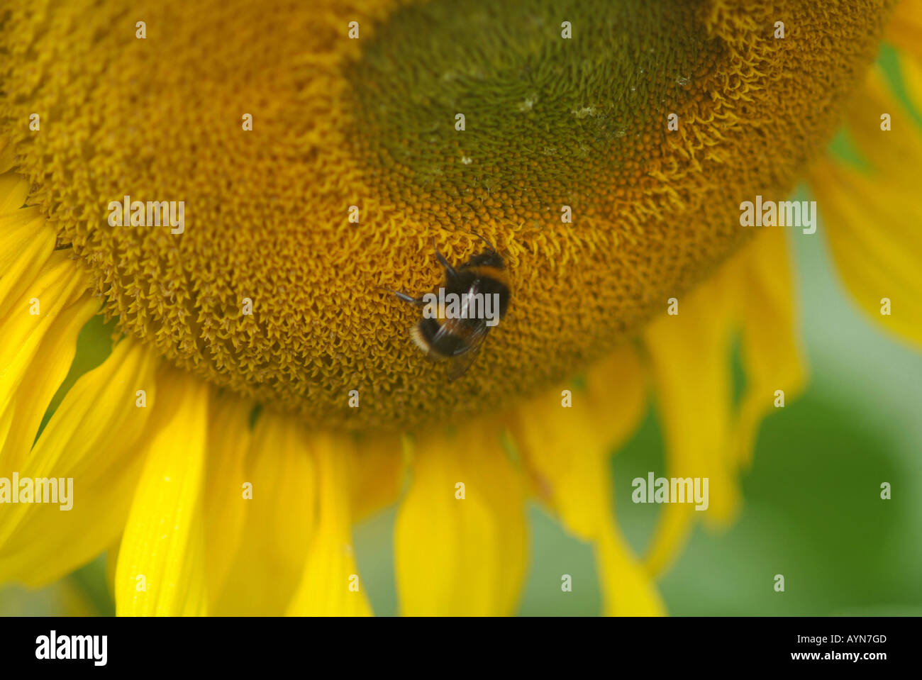 Sunflower being pollenated by a bee, Warwickshire, England, UK Stock ...
