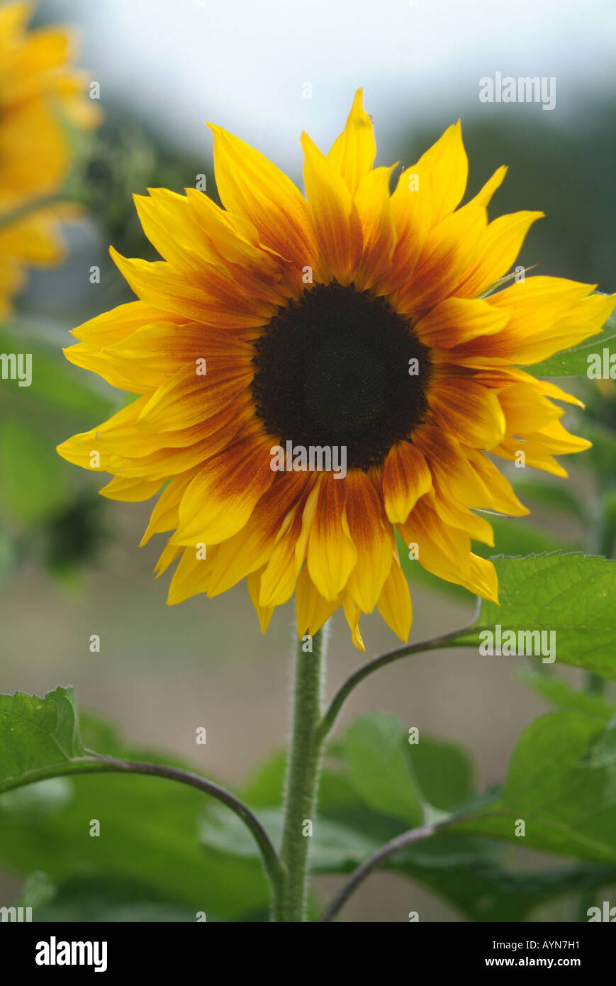 Sunflower , Warwickshire, England, UK Stock Photo - Alamy