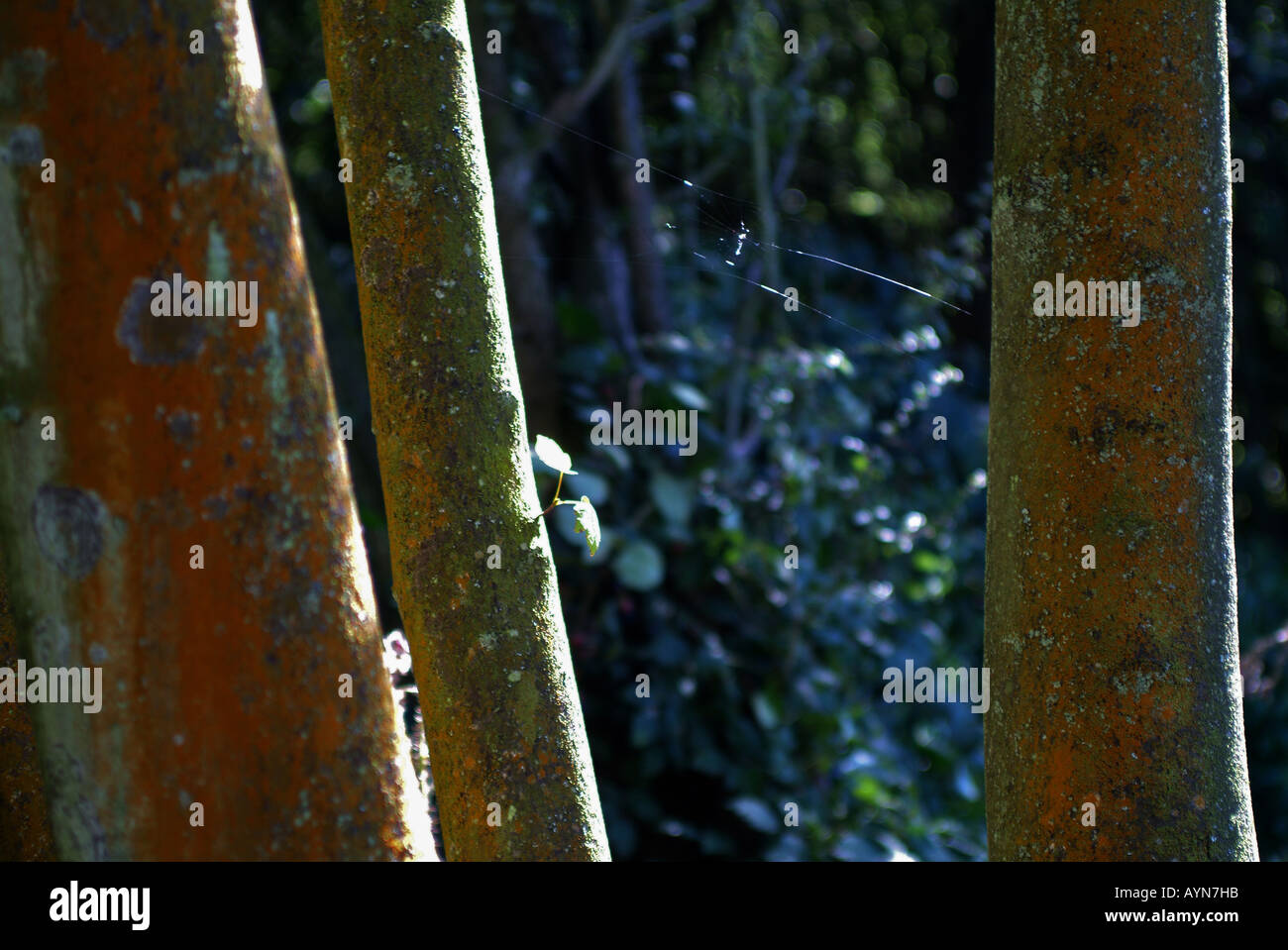 Web stretching between leaves hi-res stock photography and images - Alamy