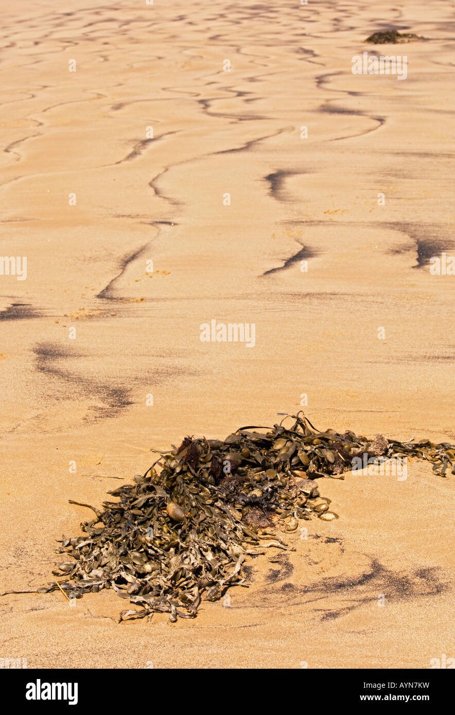 Seaweed washed up on shore Somerset UK Stock Photo - Alamy