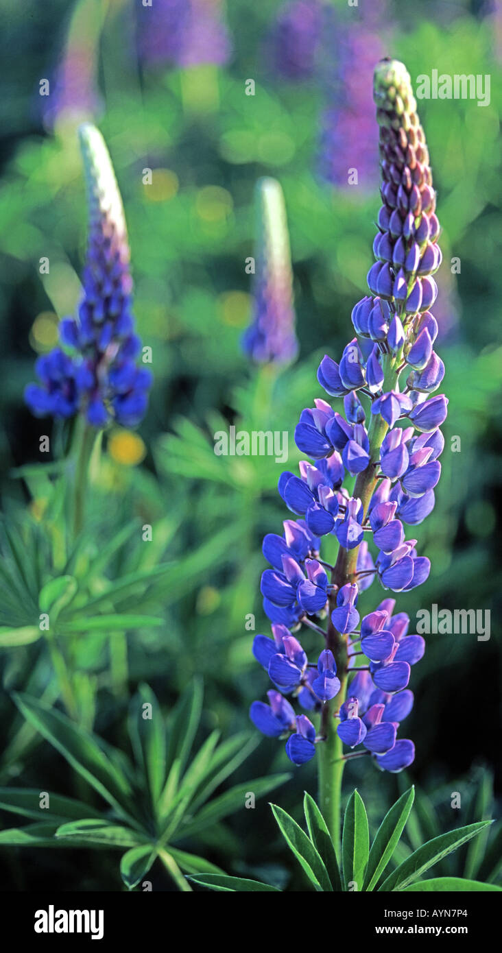Blue Lupin flowers blooming Lupinus Stock Photo - Alamy