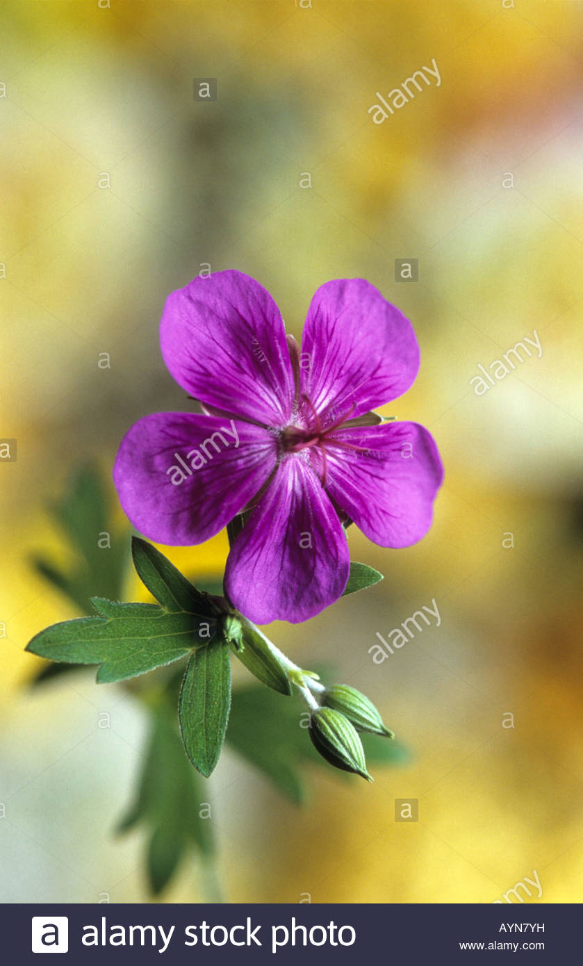 Cedric Morris Stock Photos & Cedric Morris Stock Images - Alamy