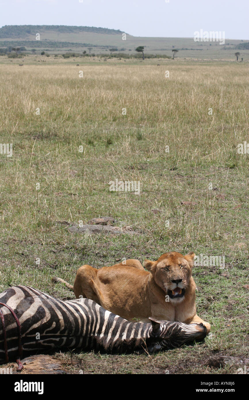LIONESS WITH A ZEBRA KILL Stock Photo - Alamy
