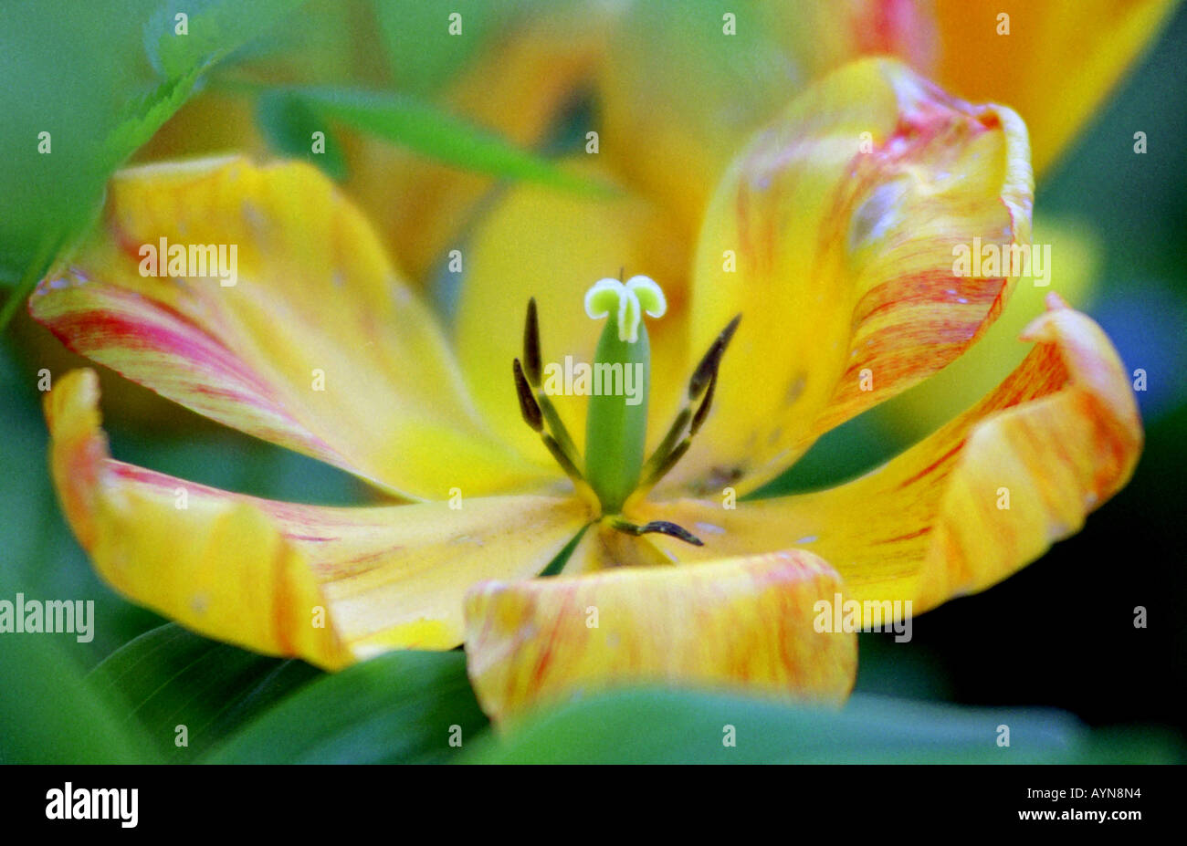 Perishing hi-res stock photography and images - Alamy