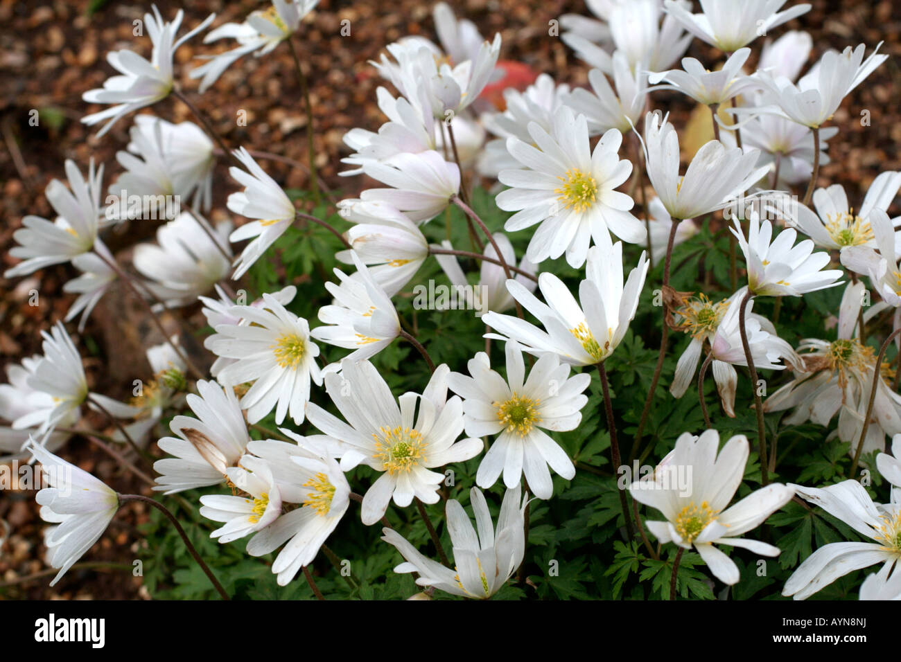 The splendour of the sun hi-res stock photography and images - Alamy